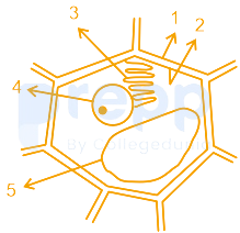 Which organelle of cell has its own DNA and Ribosomes?