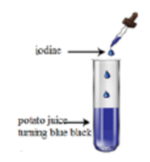 Potato juice contains starch, which turns blue-black with iodine.