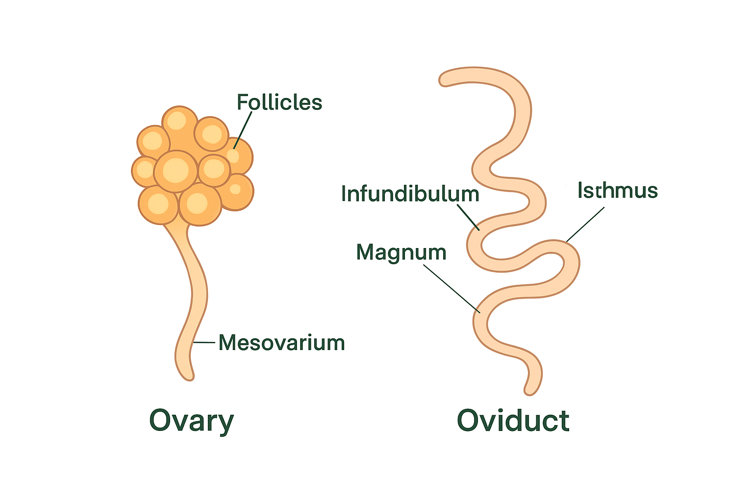 Explain gross anatomical features of ovary and oviduct of Fowl with the ...