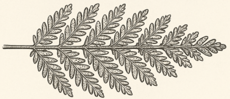 Describe important Lower Gondwana plant fossils with the help of neat ...