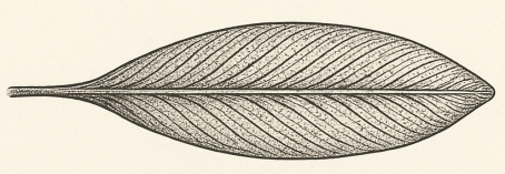 Describe important Lower Gondwana plant fossils with the help of neat ...
