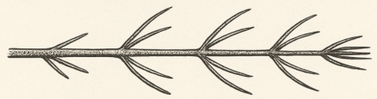 Describe important Lower Gondwana plant fossils with the help of neat ...