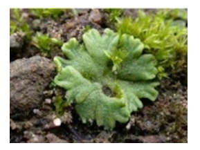 Observe the following figure given below. This organism belongs to ...